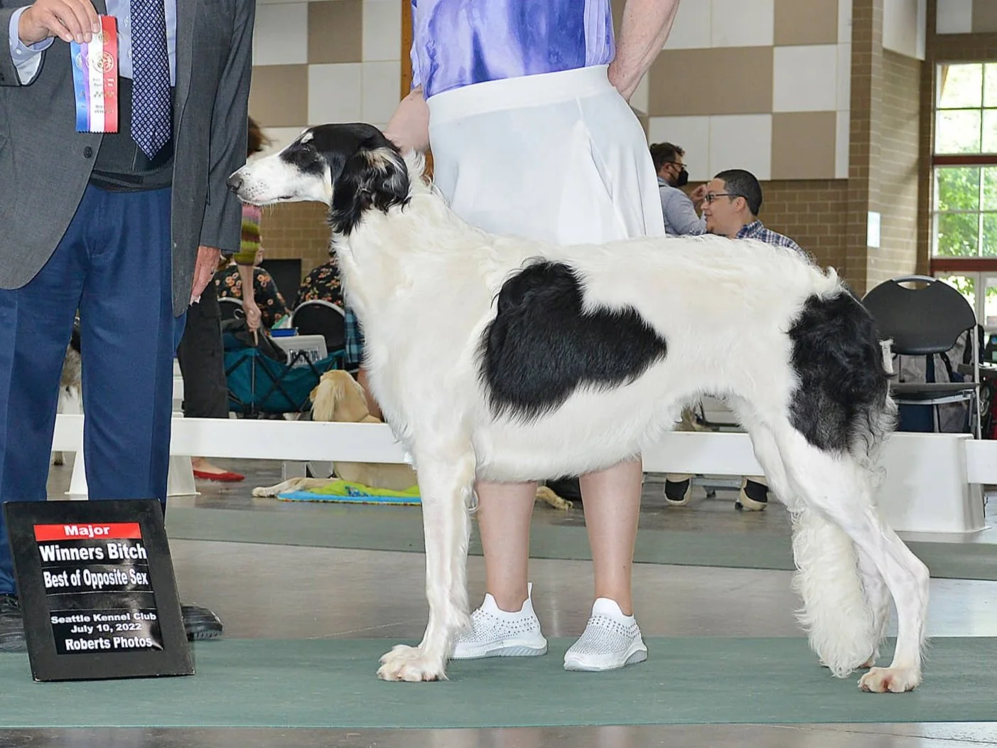 Our Dogs — Bolshajan Borzoi