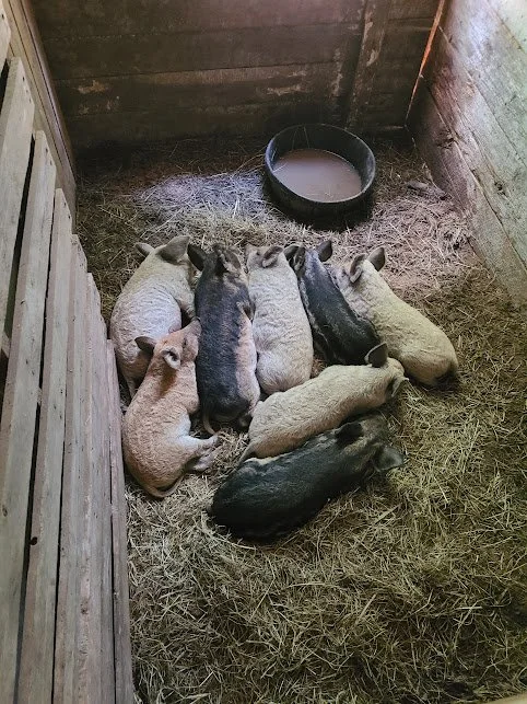 Hackmatack Bison Farm | Berwick, Maine