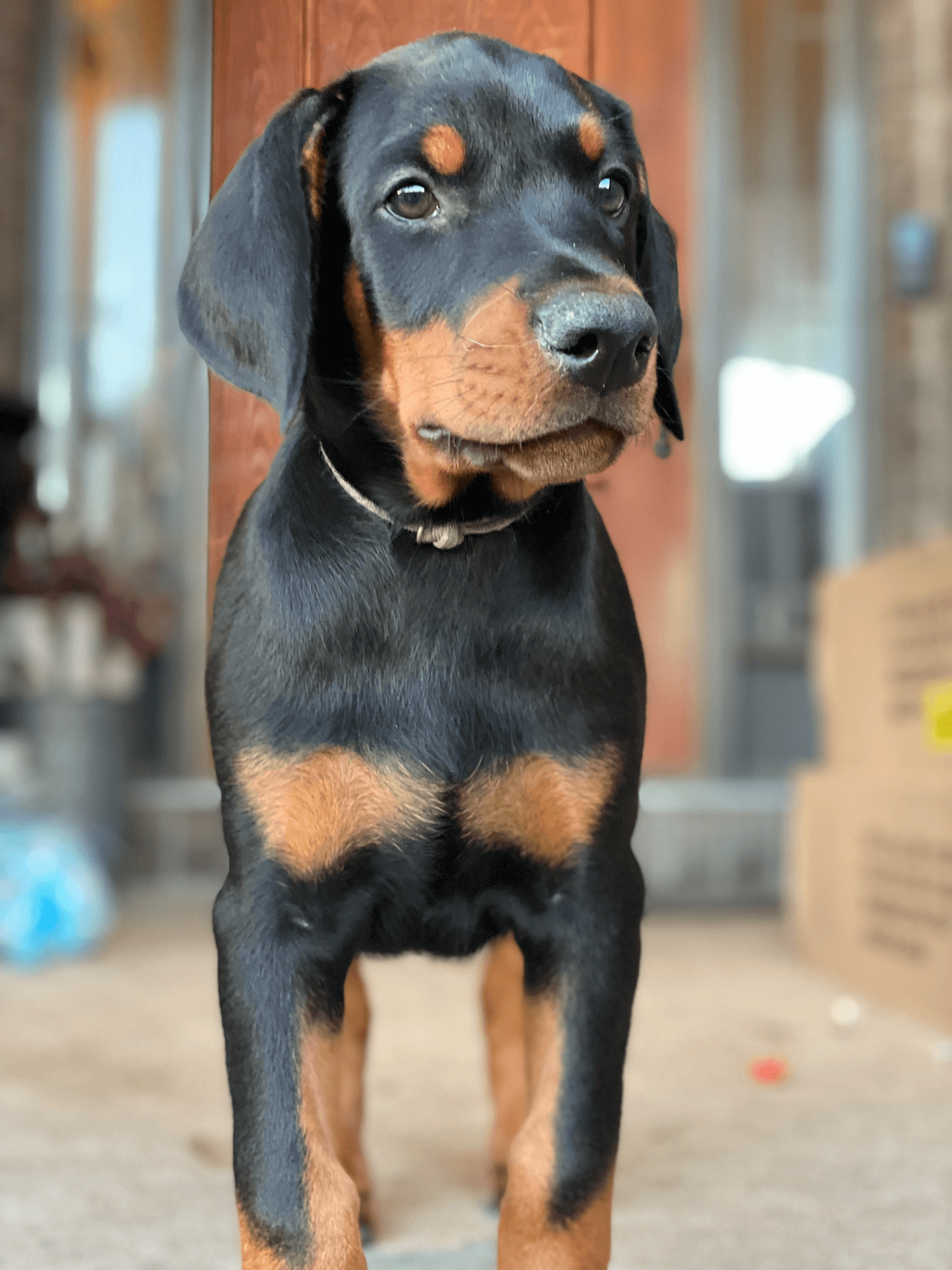 Black And Tan Doberman