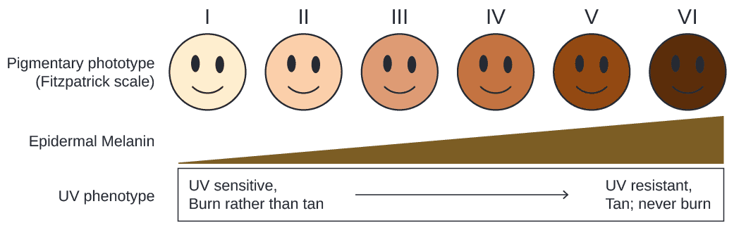 Black Skin, The Fitzpatrick Scale & Modernising Medical Language ...