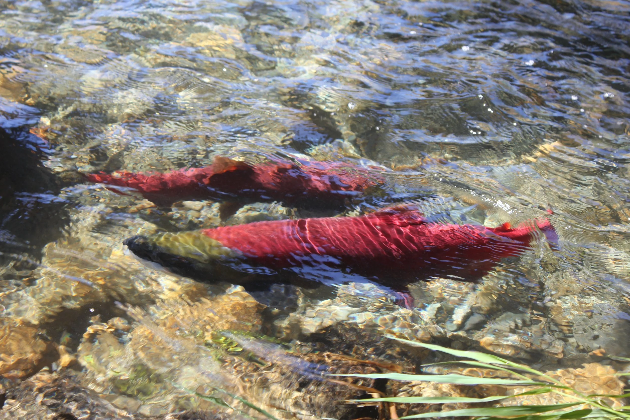 Conservation & Restoration — Stewardship Pemberton Society