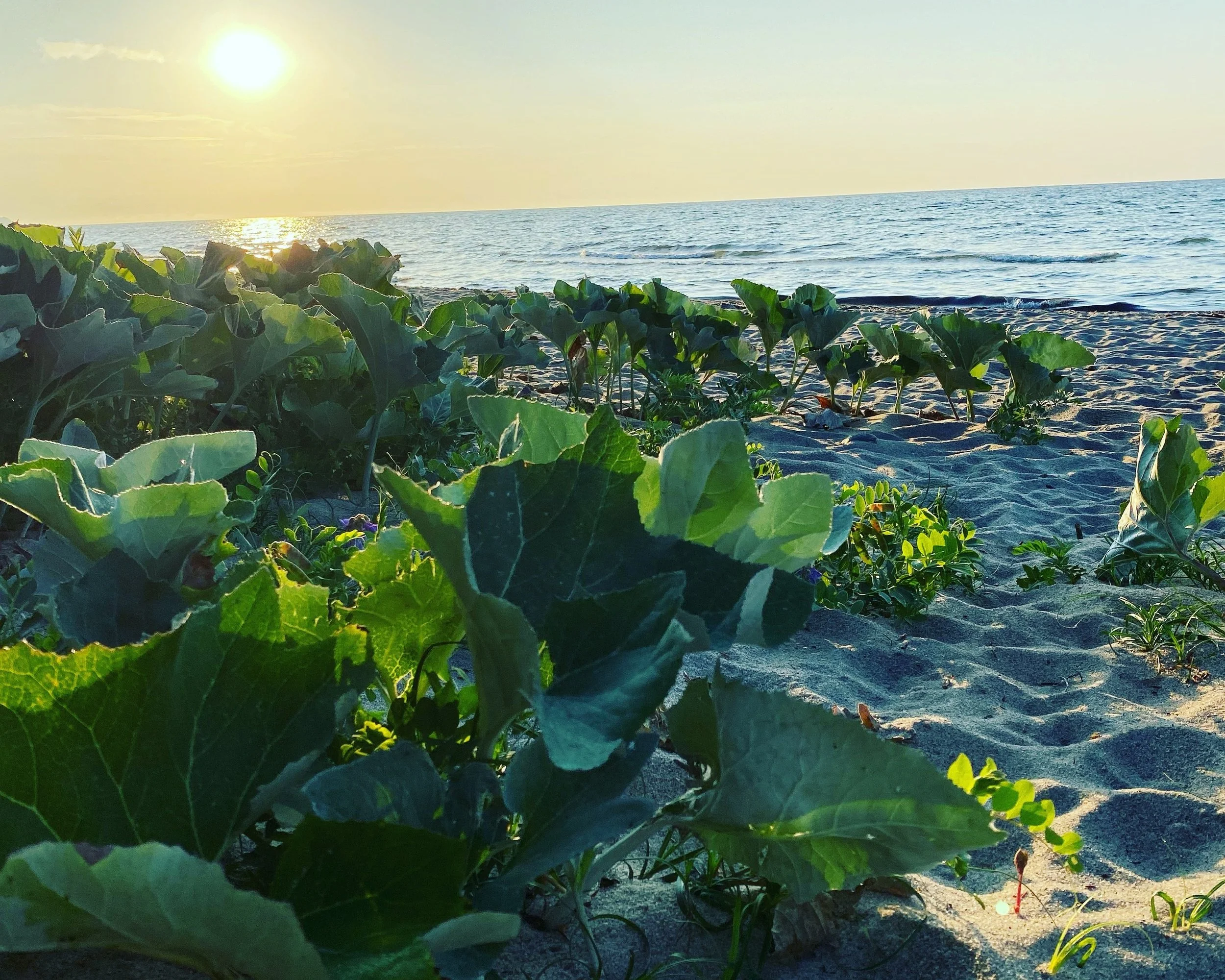 About — Belling House Bed & Breakfast Wellness