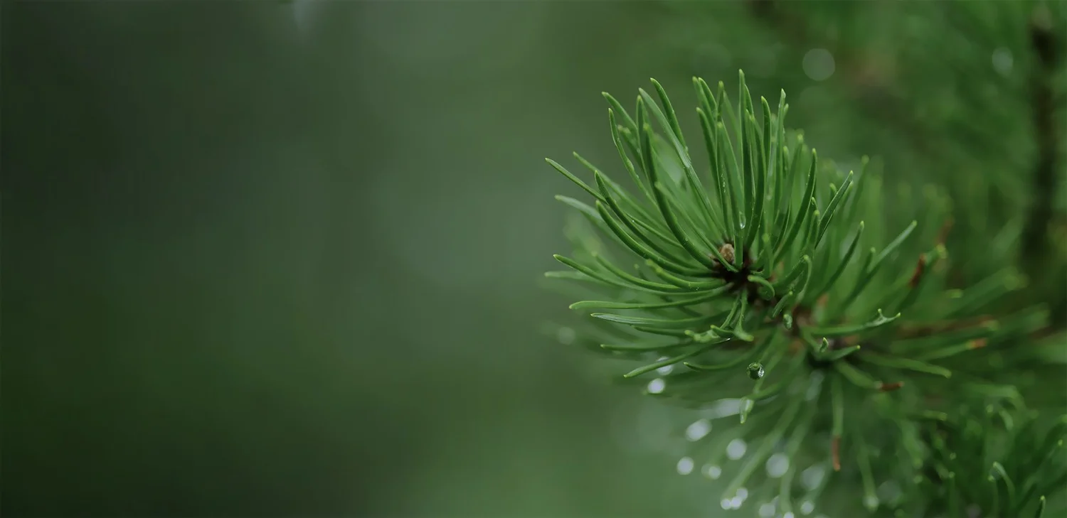 Forest & Fuels Management | W. M. Beaty & Associates
