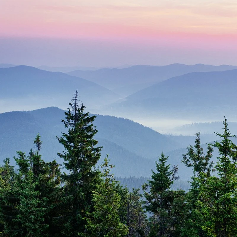 Forest Inventories & GIS Mapping | W. M. Beaty & Associates