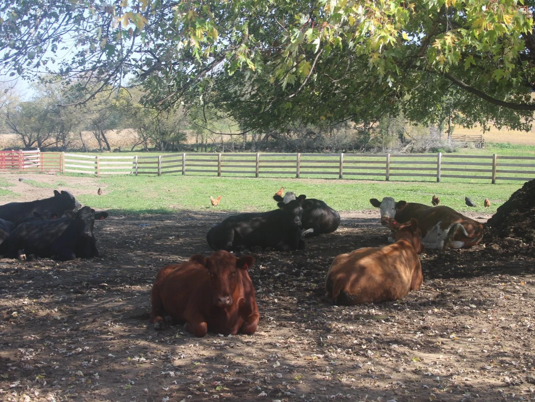 Hilltop Homegrown Meats | High Quality Beef & Pork | Sparta, WI