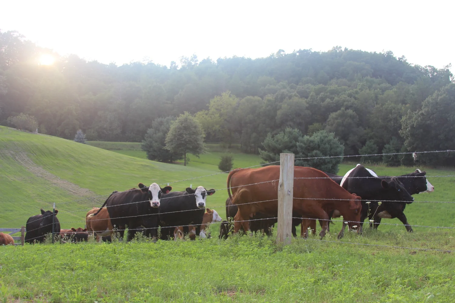 FAQ — Hilltop Homegrown Meats