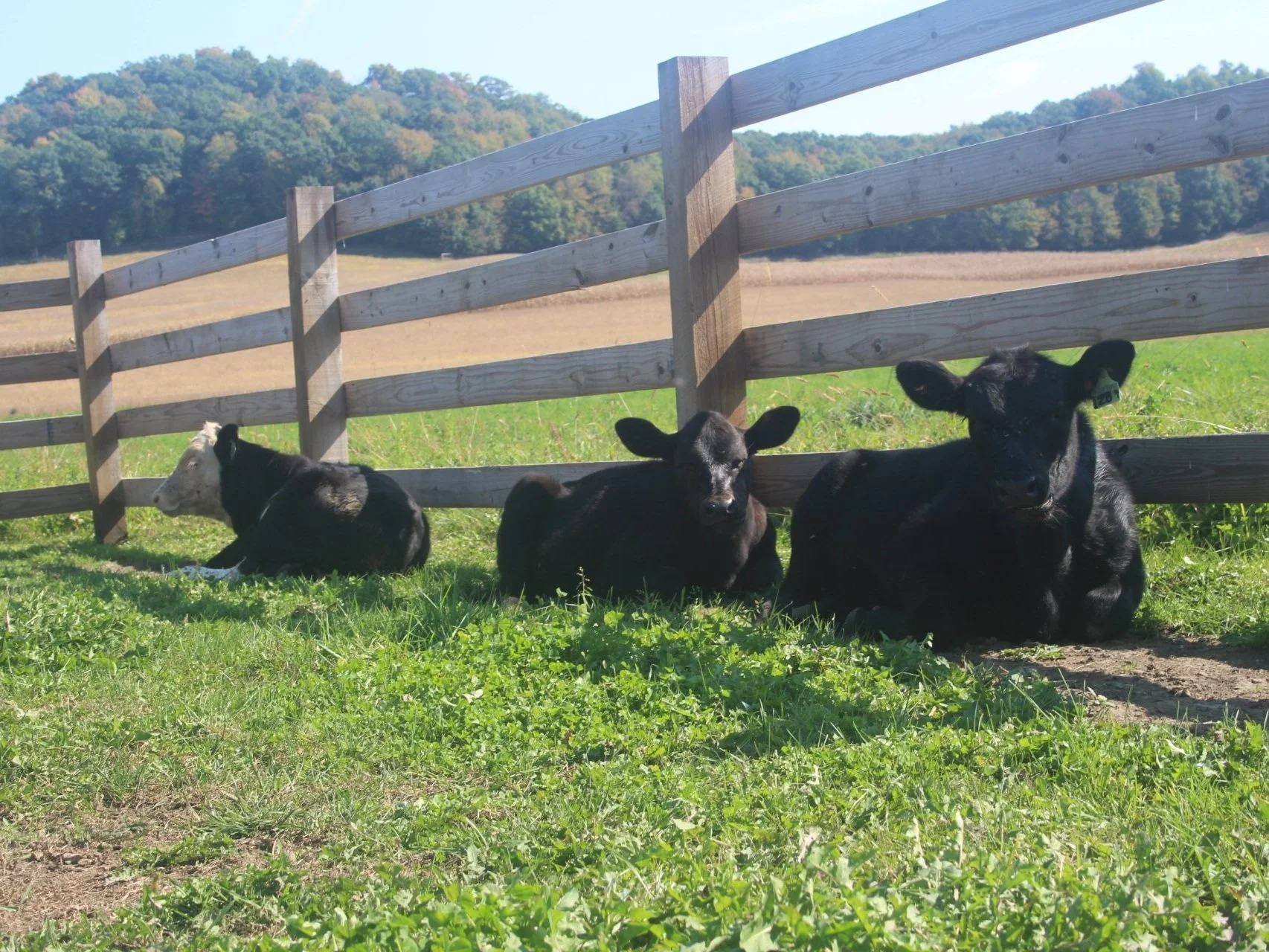 Hilltop Homegrown Meats | High Quality Beef & Pork | Sparta, WI