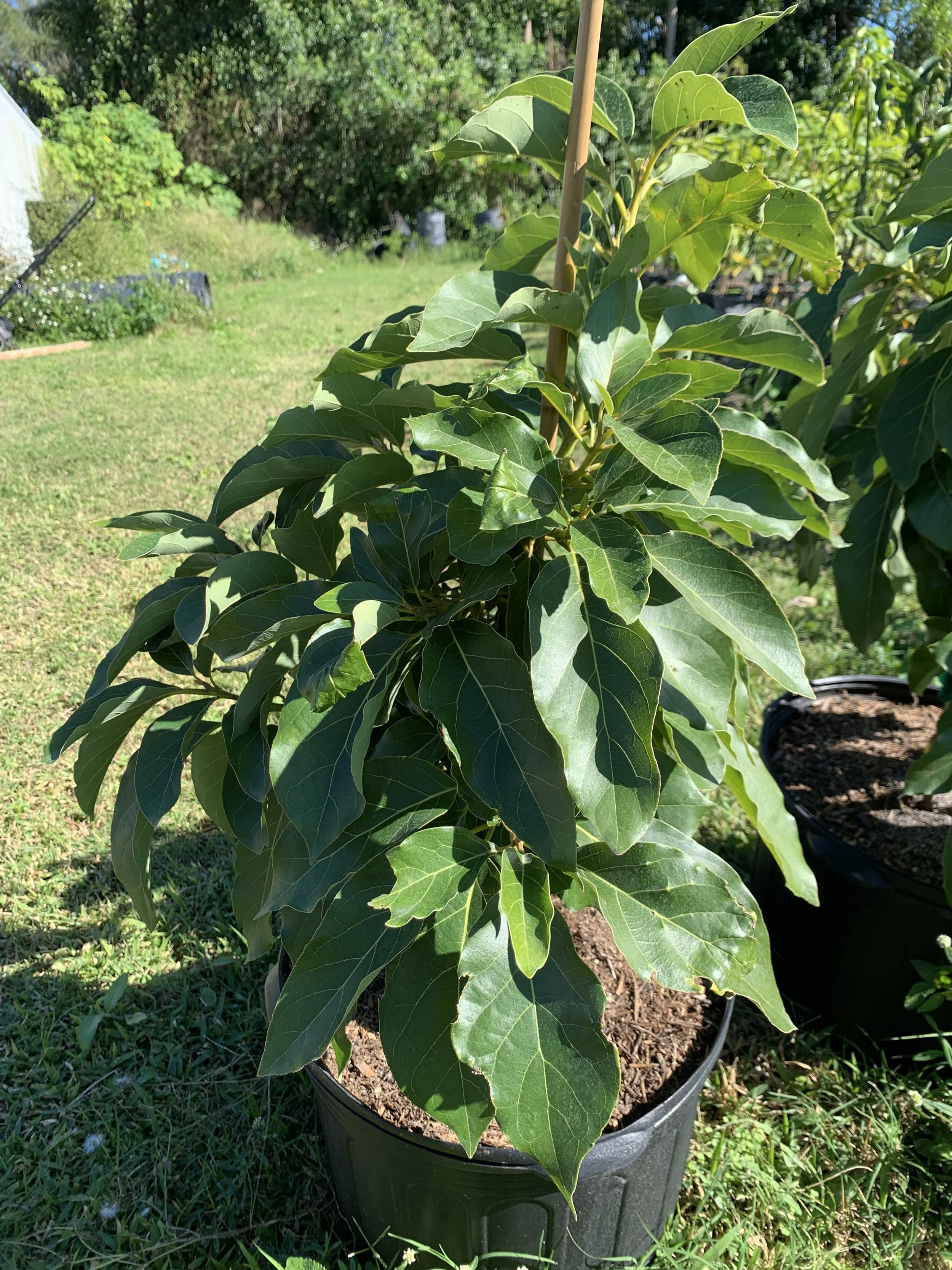 Avocado Tree ( Varieties ) approx (2'-3' feet tall) . (FREE EXPEDITED ...