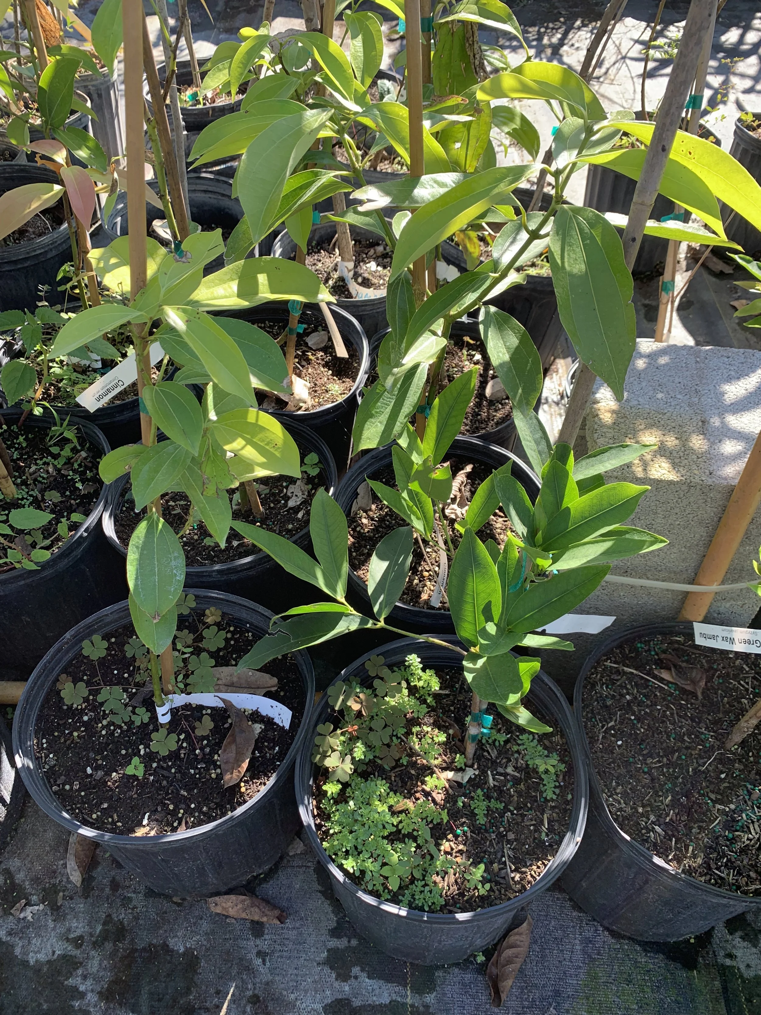 Cinnamon Tree approx. 2' feet tall (FREE EXPEDITED SHIPPING) — LOVE ...