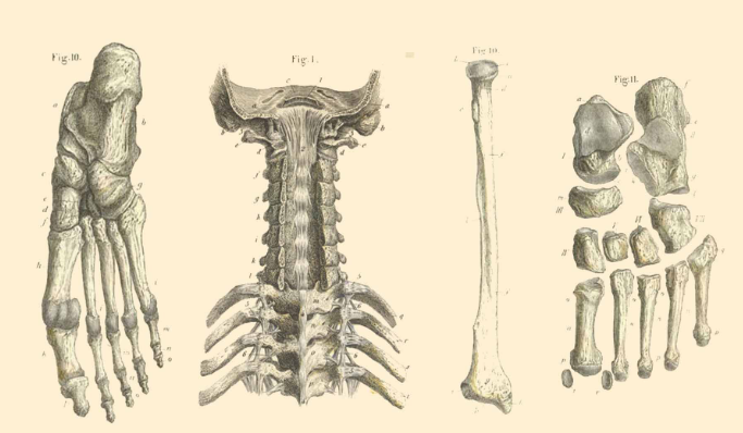 Where Art Meets Anatomy: The Science of Medical Illustration — CURM