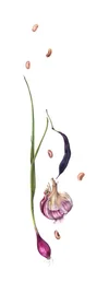 Susan Christopher-Coulson | Botanical Artist