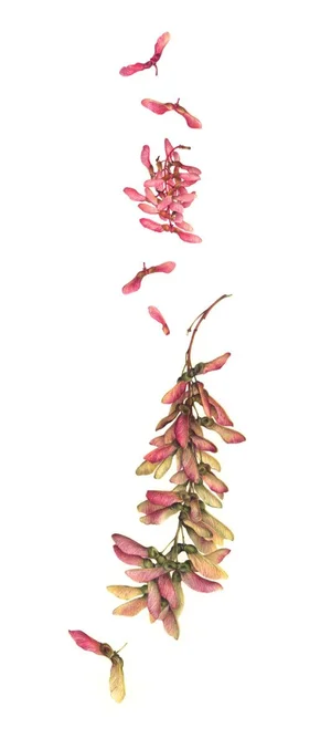 Susan Christopher-Coulson | Botanical Artist
