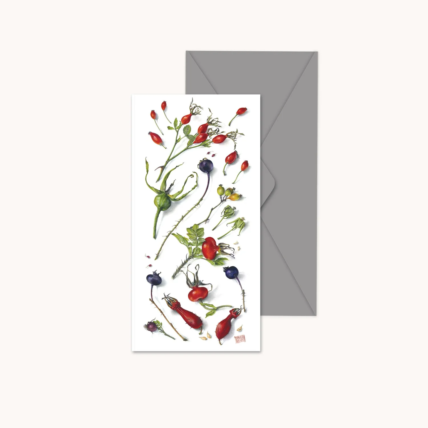 Susan Christopher-Coulson | Botanical Artist
