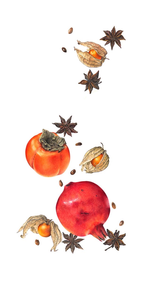 Susan Christopher-Coulson | Botanical Artist