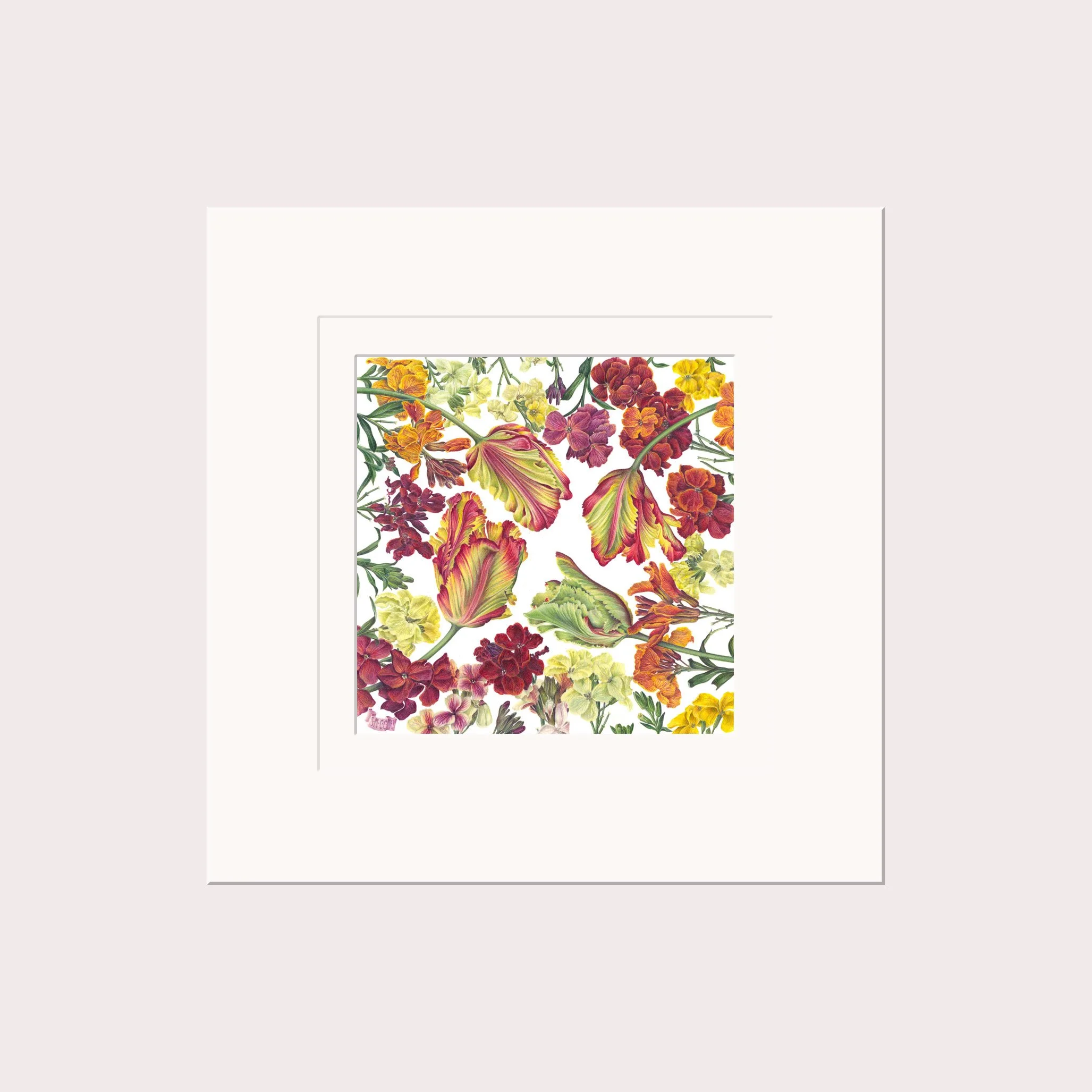Susan Christopher-Coulson | Botanical Artist