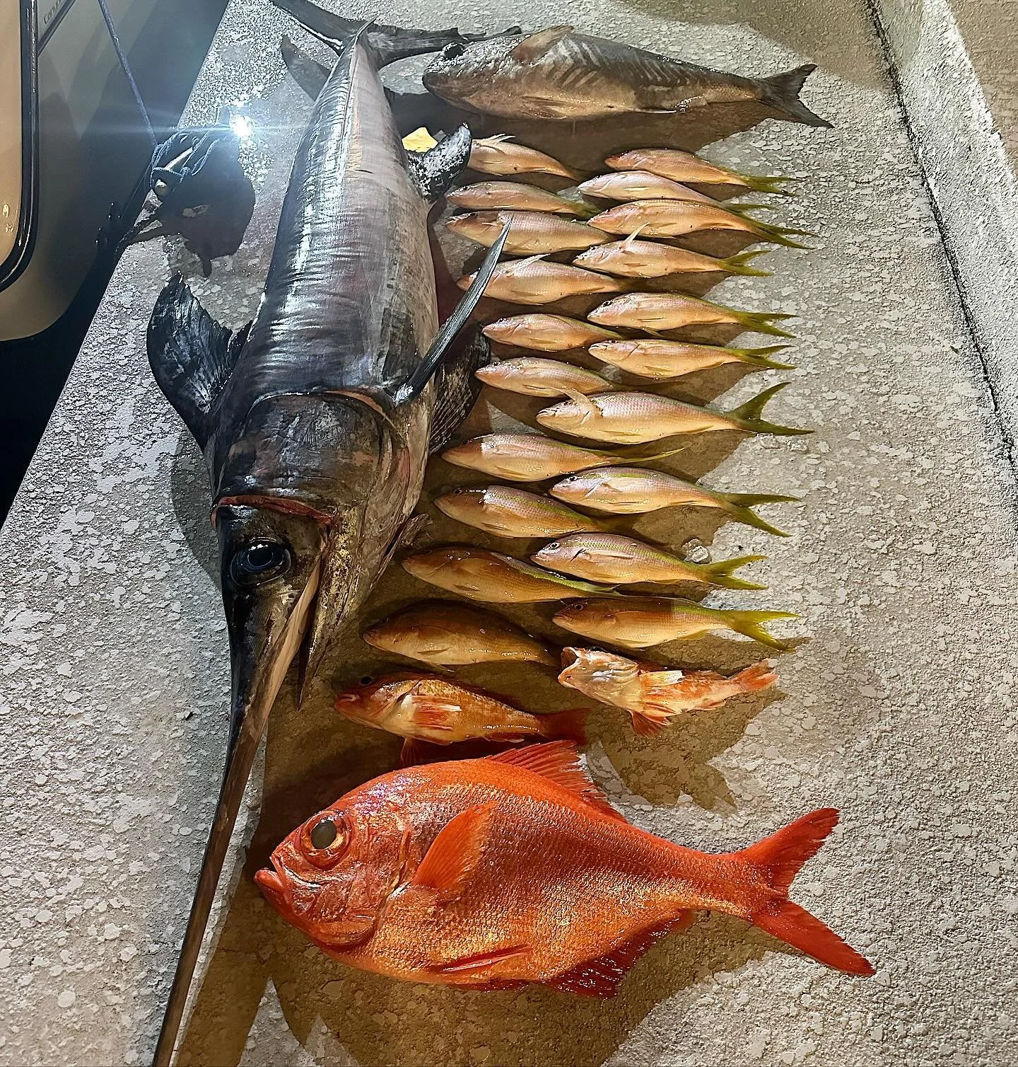 Capt. Mutton Mike D | South Florida Fishing