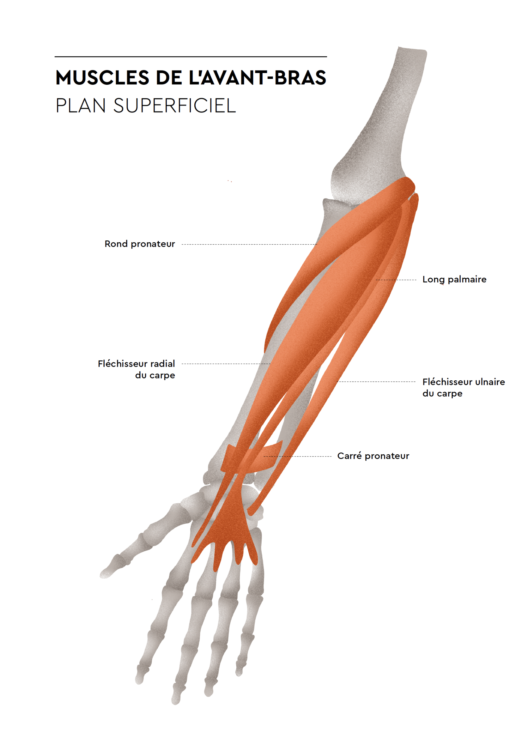Anatomie des muscles de l'avant-bras - Plan superficiel — Emma Blanc ...