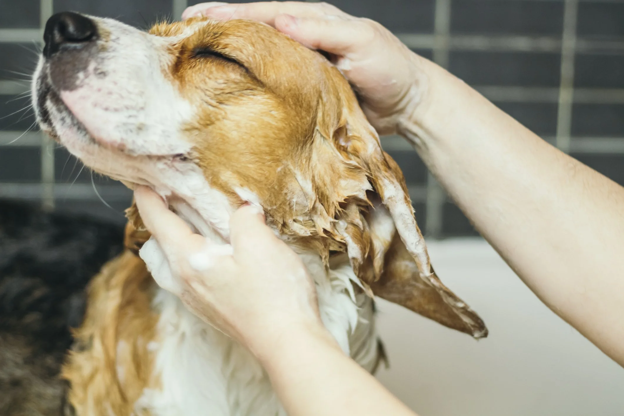 Dog Grooming — Pet Resorts