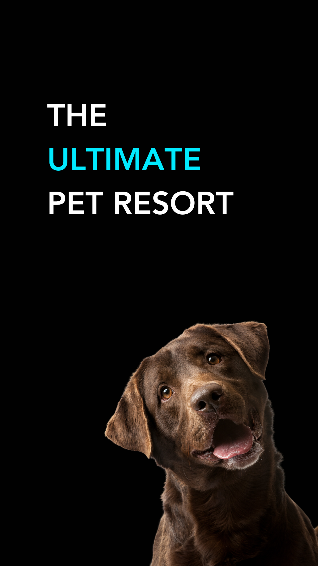 Pet Resorts