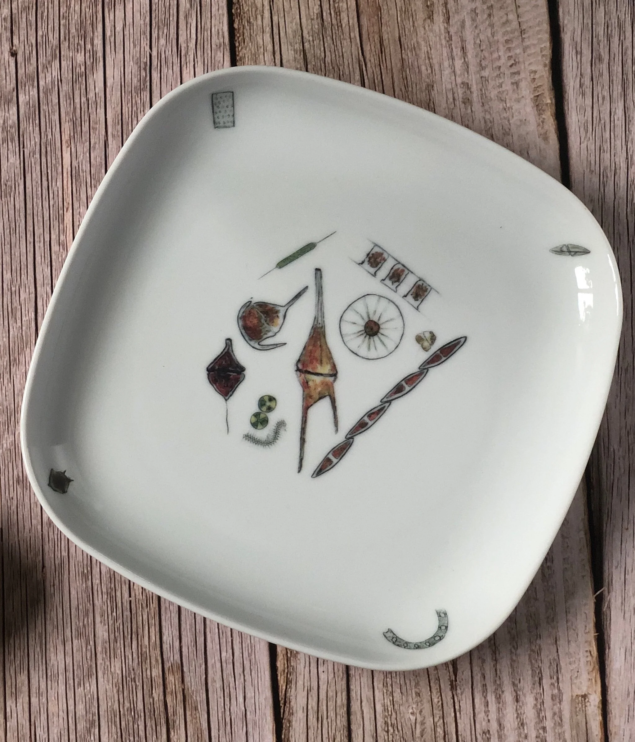 Upcycled square plate with coloured phytoplankton including Tripos ...