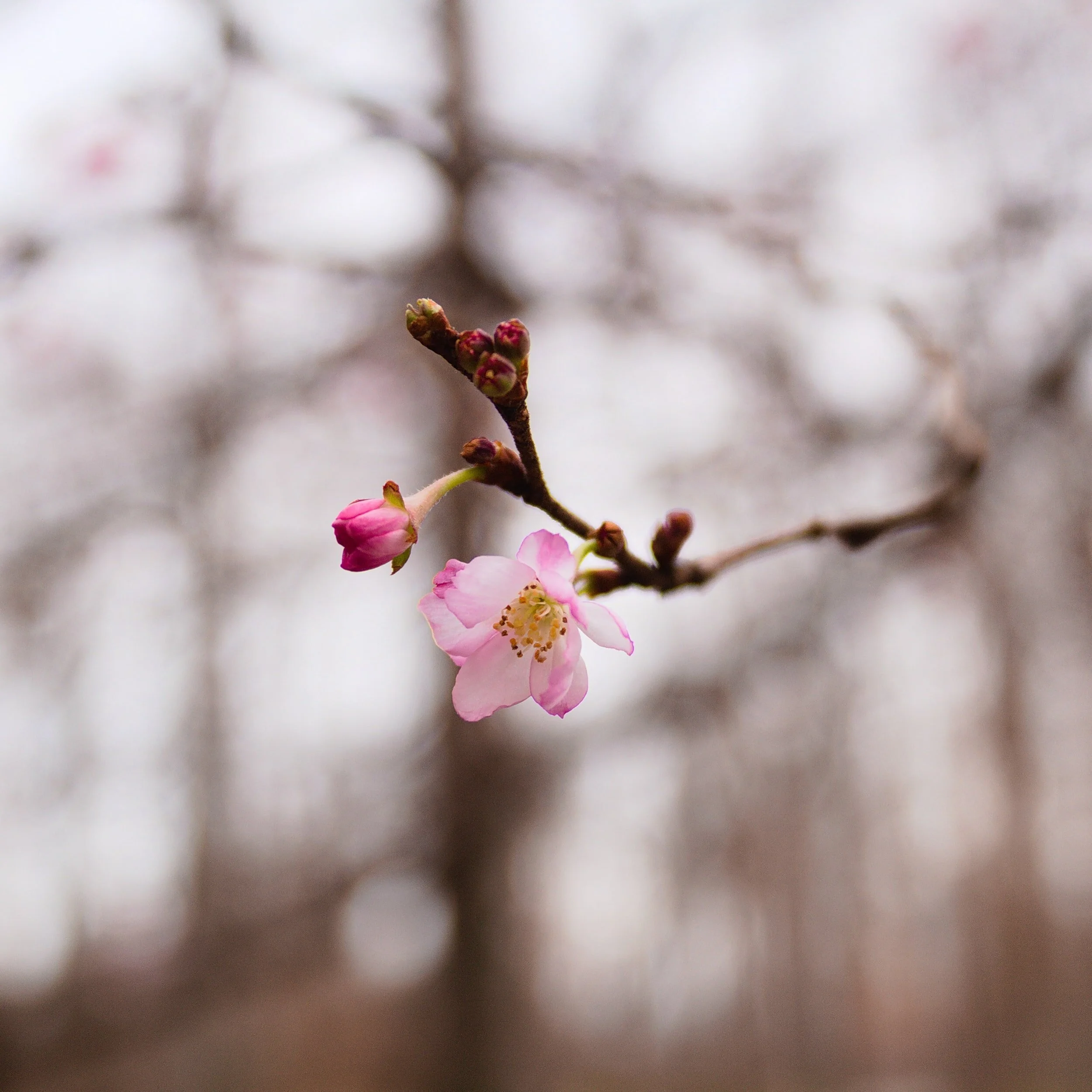 Teach Your Child About the Month of Sha'ban — Zakeeya Ali