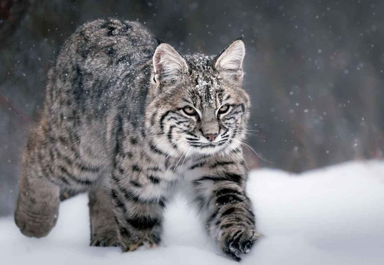 trips — Think Wild