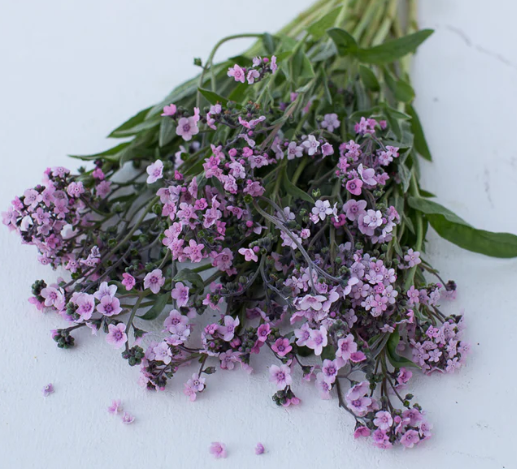 Pink Forget Me Not Flower
