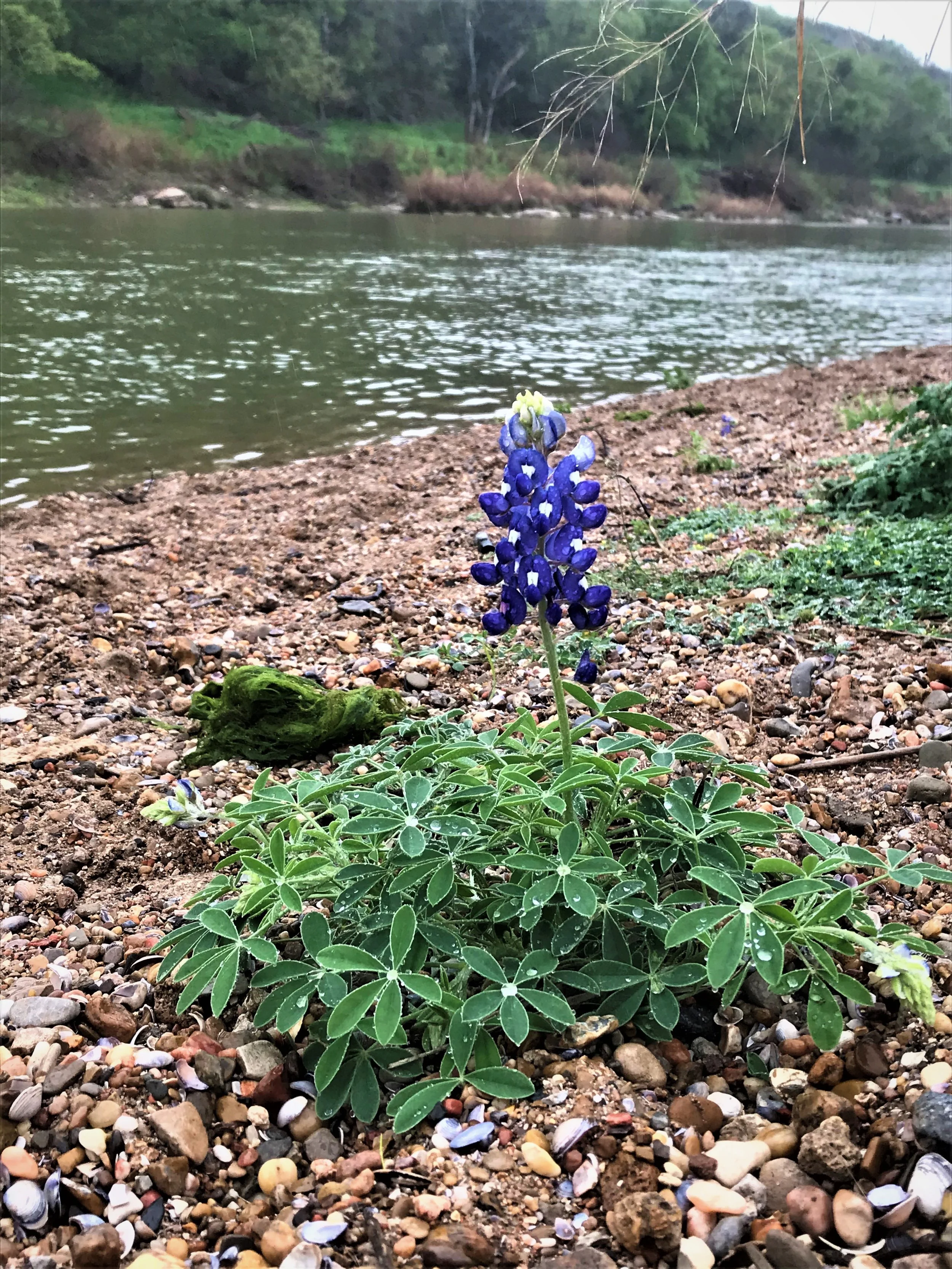 Sulphur Springs Camp