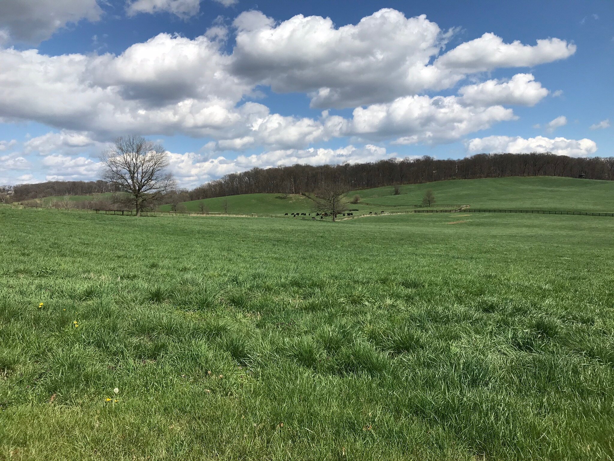 Health & Environment — Buck Run Farm