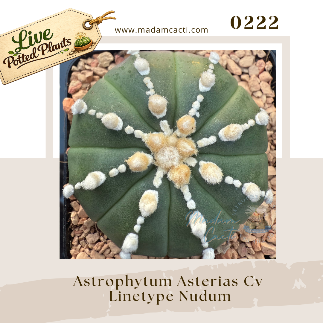 Astrophytum Asterias Linetype Nudum | Madam Cacti — Madam Cacti