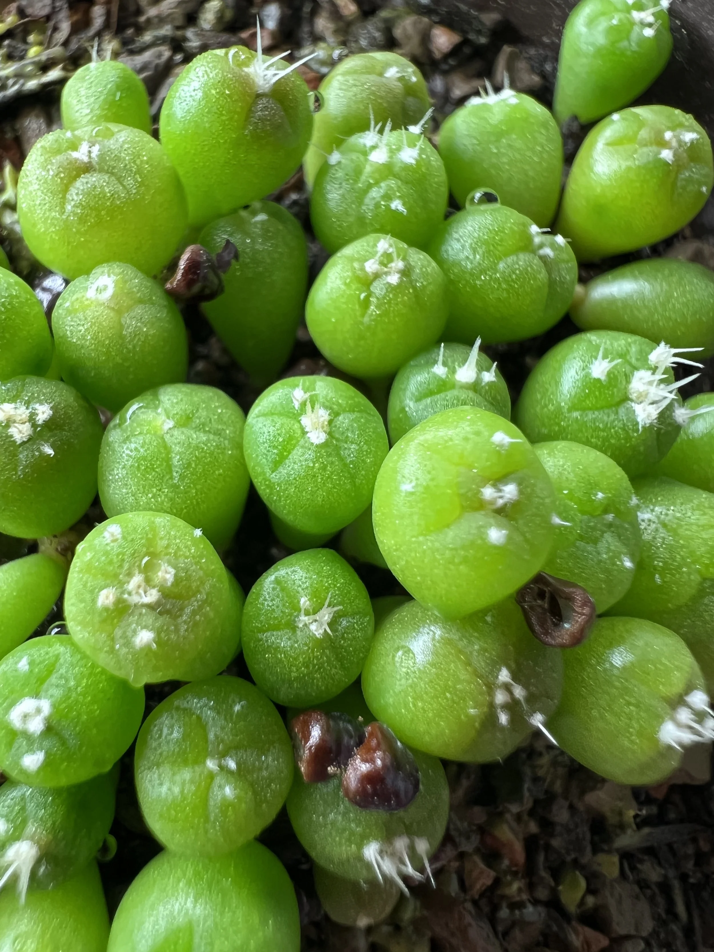 Sowing Astrophytum seeds for beginners - Baggy Method — Madam Cacti