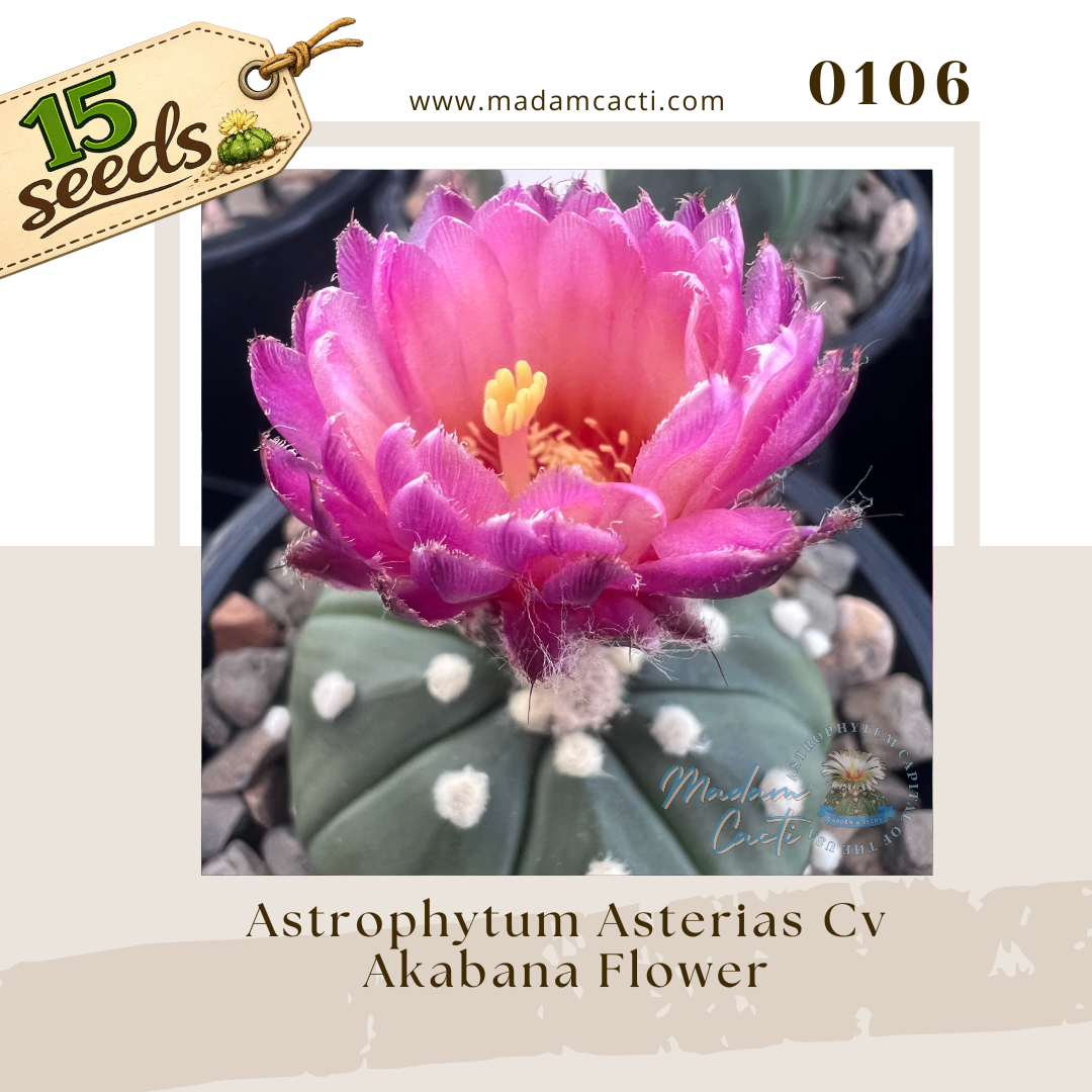 Astrophytum Asterias Goryo Kikko Nudum 5 Ribs Durian Seeds | Sculptural ...
