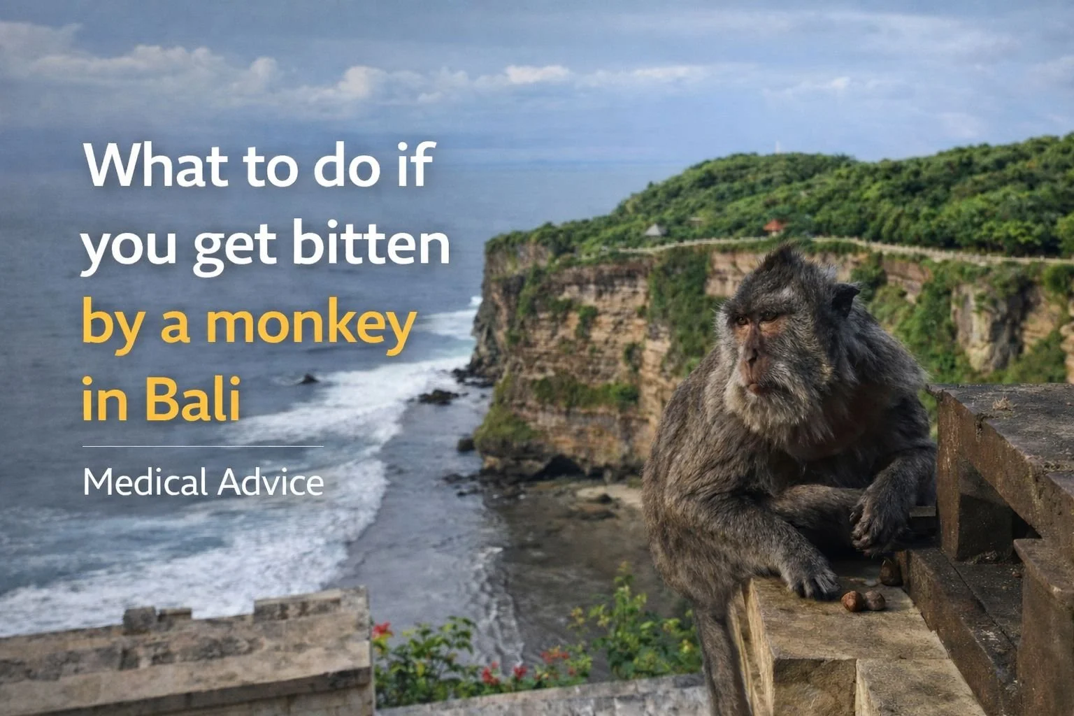 What To Do If You’re Bitten by a Monkey in Bali — Bali Belly Doctor