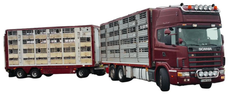 Martin Morrissey Ltd
