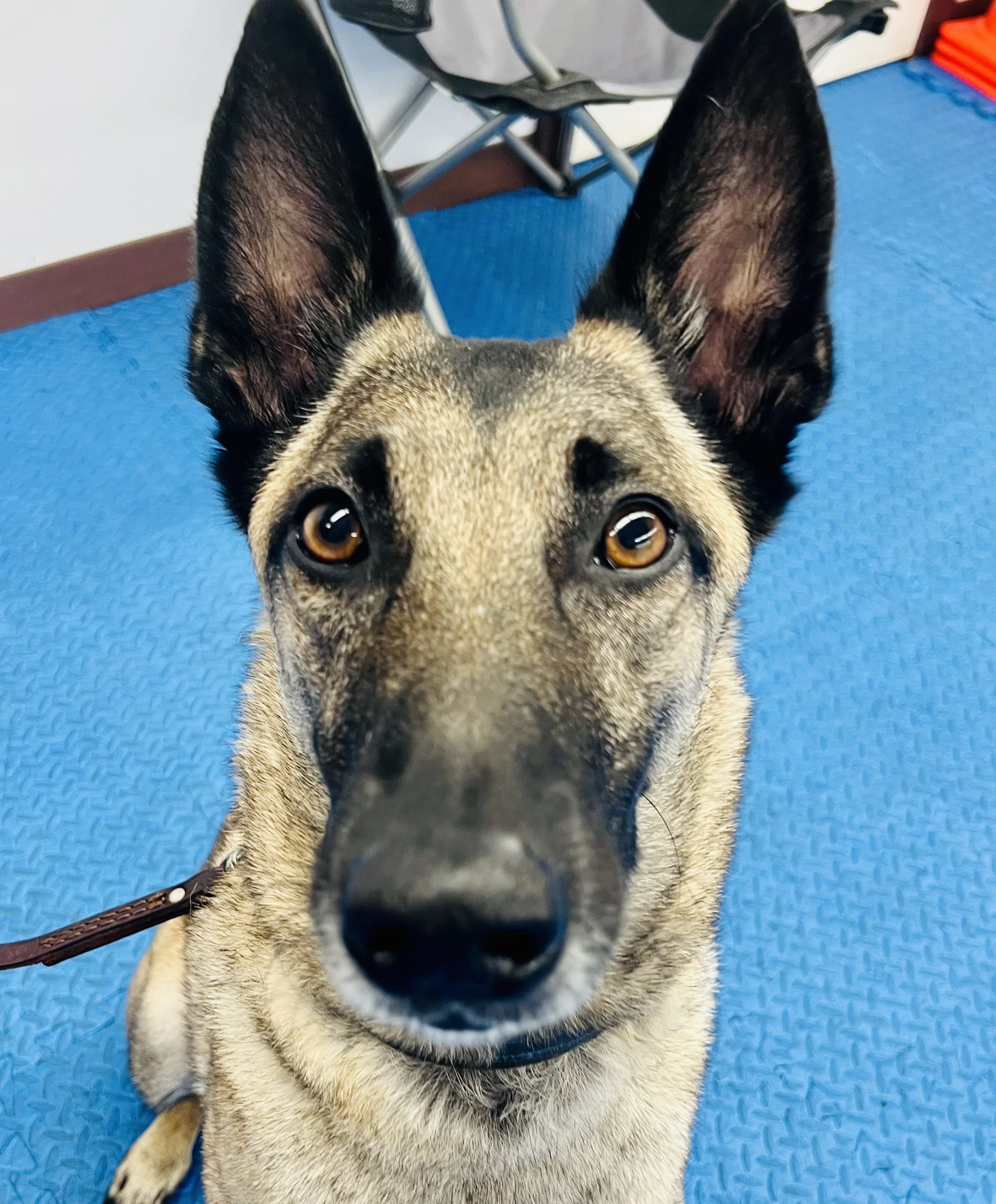 Compassionate Canines, Inc.