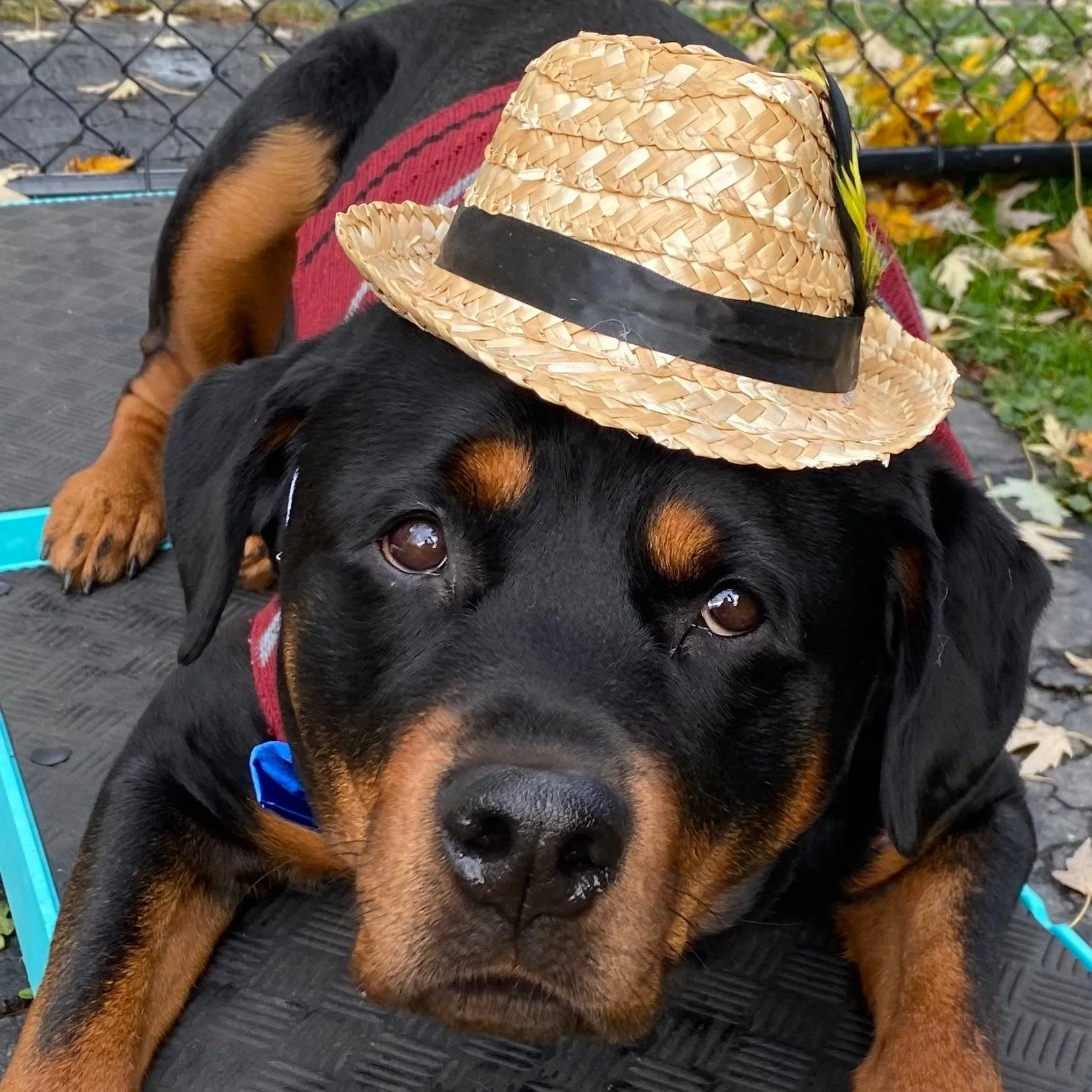 Compassionate Canines, Inc.