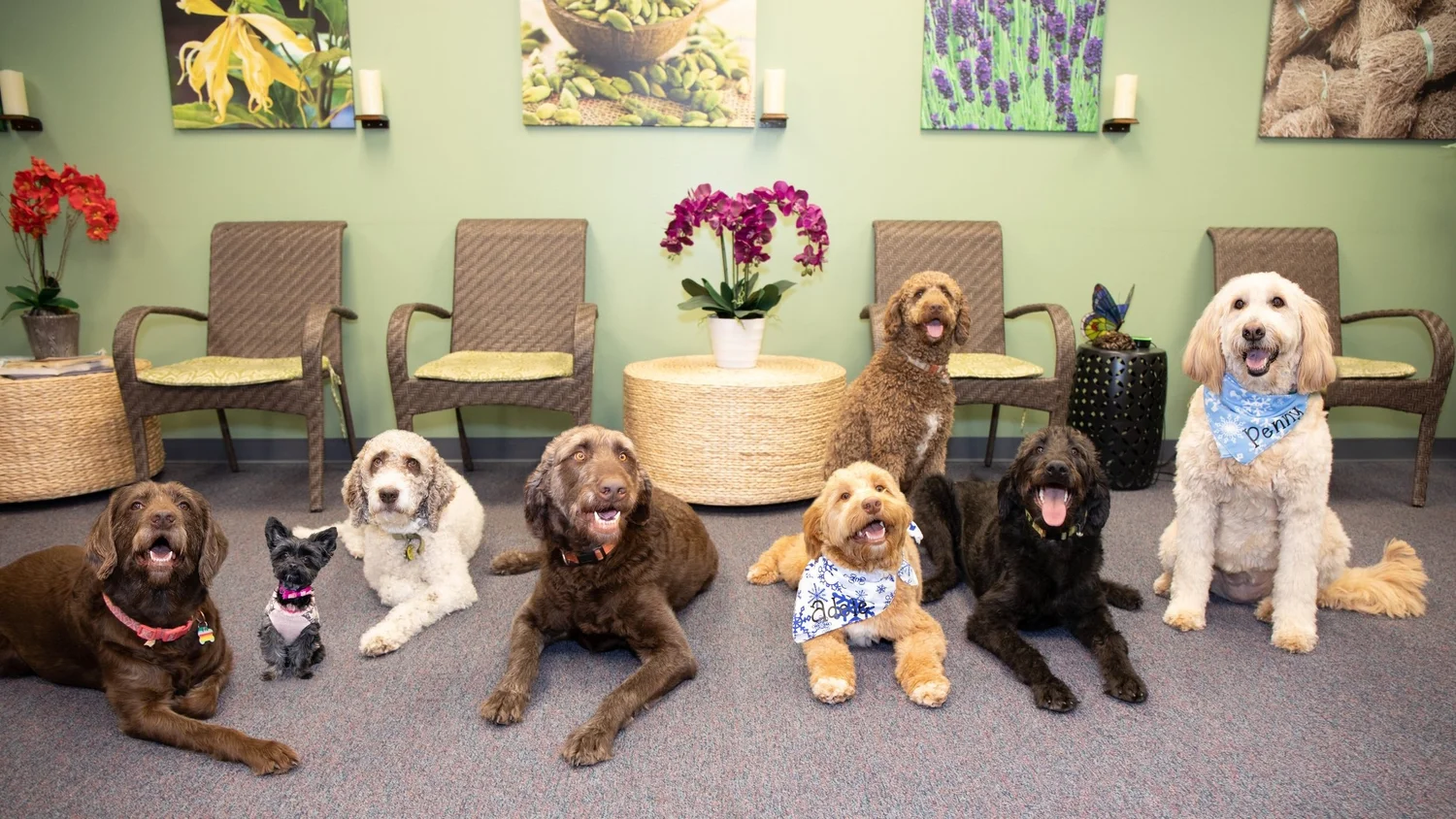 Compassionate Canines, Inc.
