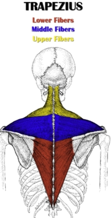 Lower trap performance for optimal shoulder health — Revo PT Denver