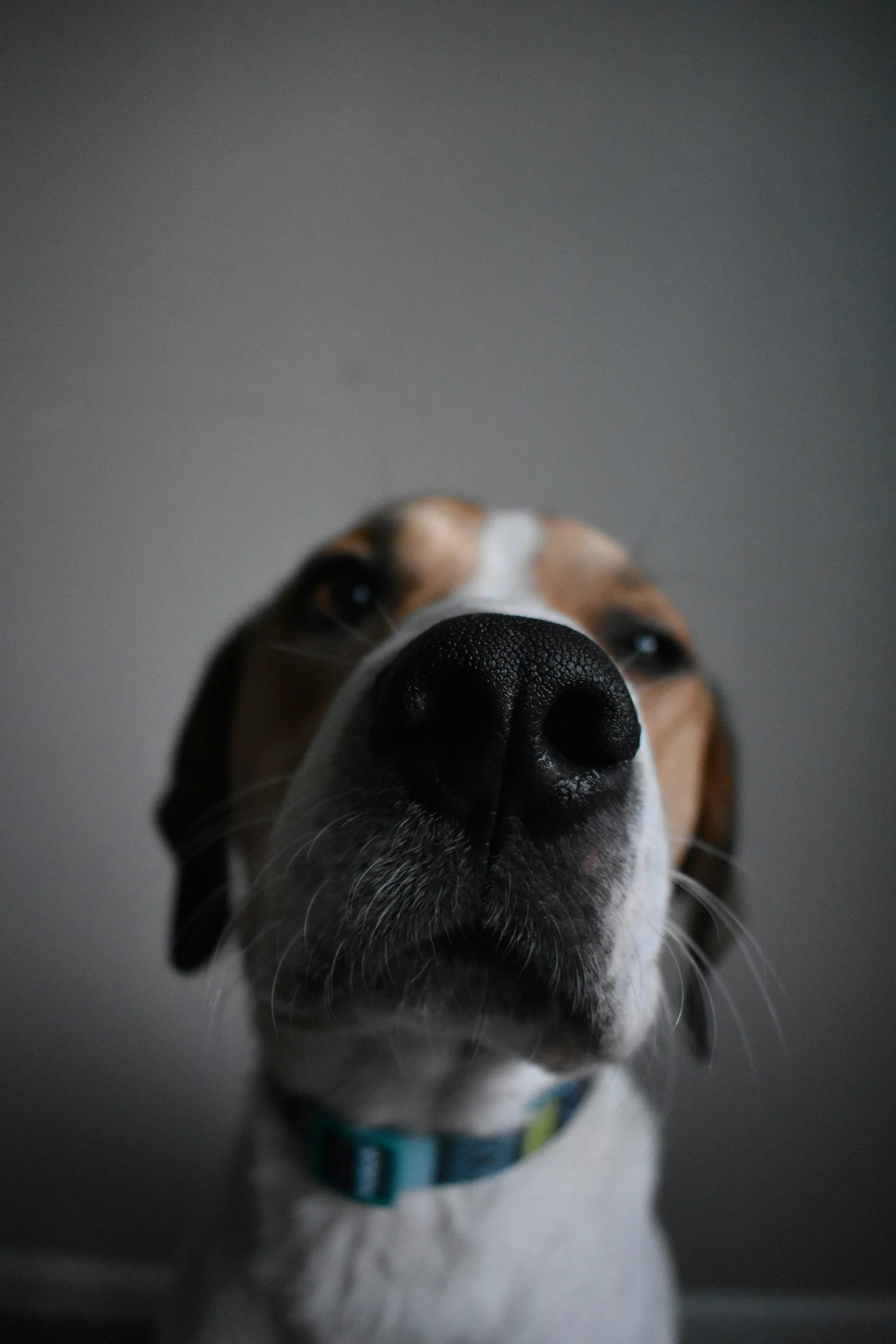 The Incredible Canine Nose: Understanding and Caring for Your Dog’s ...