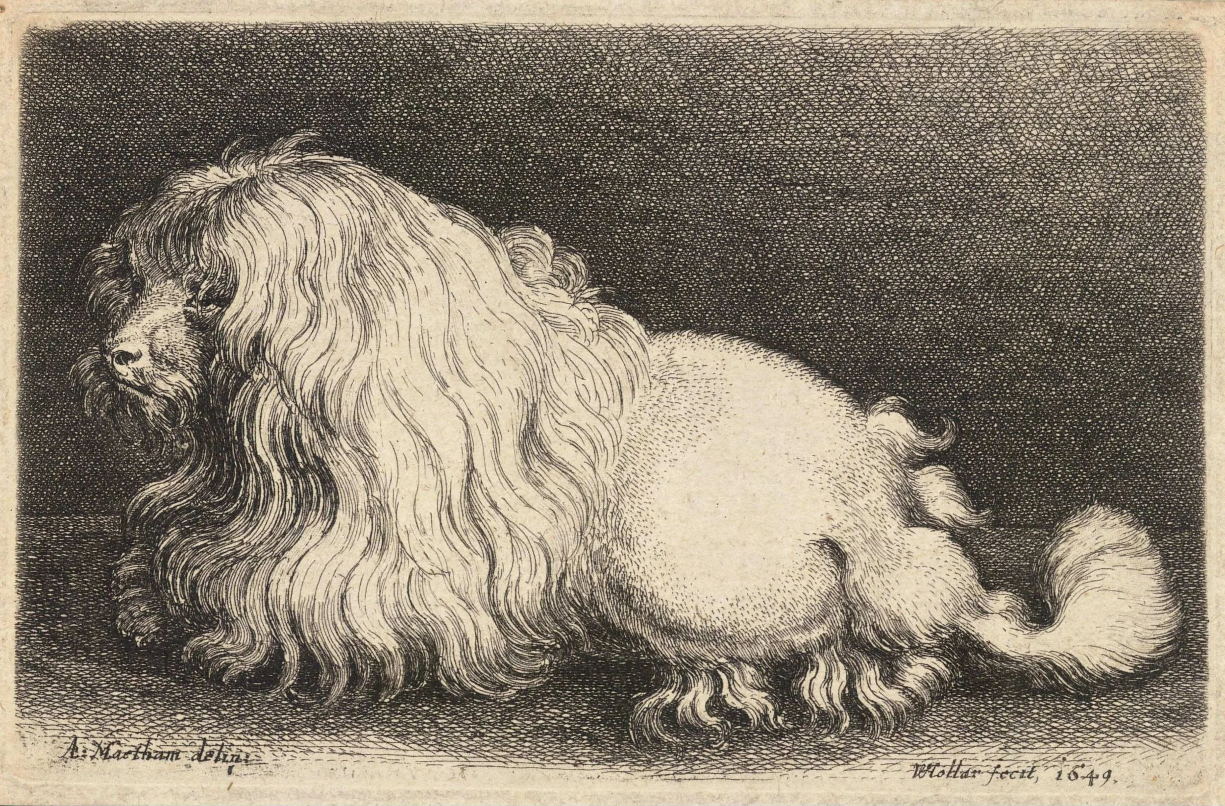 About Standard Poodles — Paloma Standard Poodles