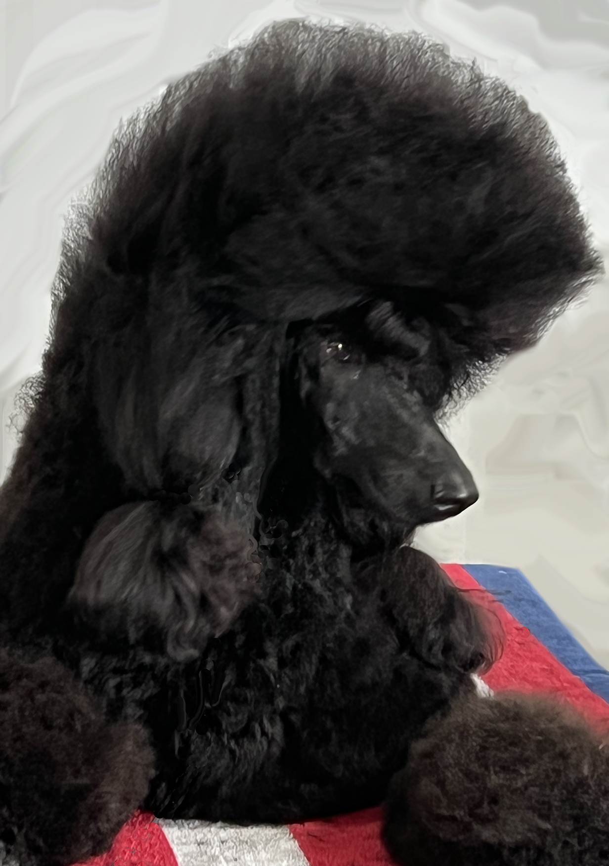 Our Girls — Paloma Standard Poodles