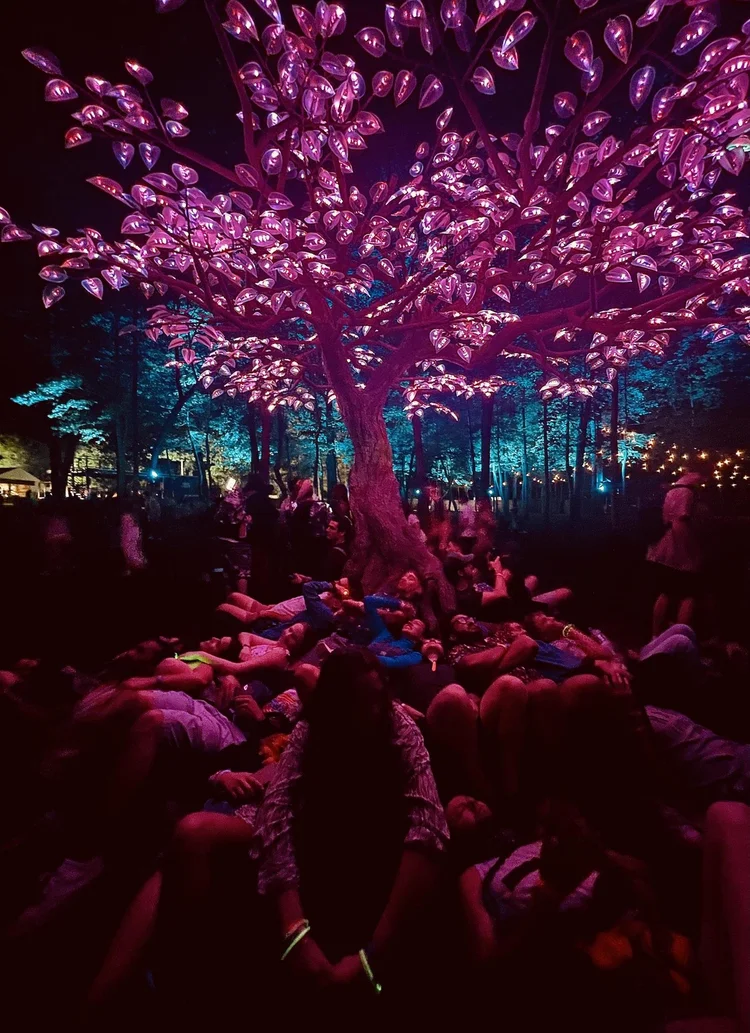 The Nebari Tree — Color + Light