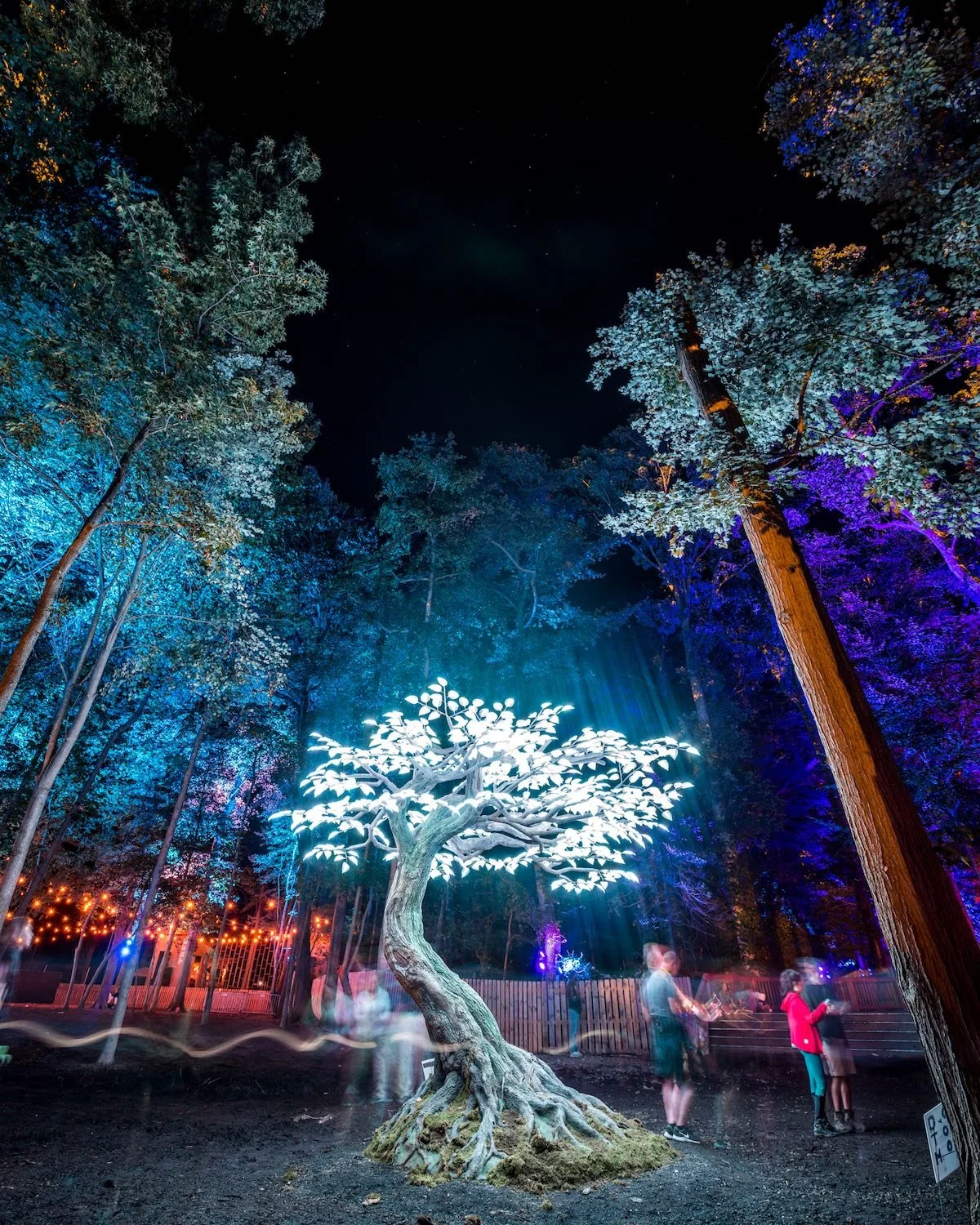 The Nebari Tree — Color + Light