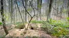 Badger Setts Explained: Main, Annex and Outlier Setts, Their Purpose ...
