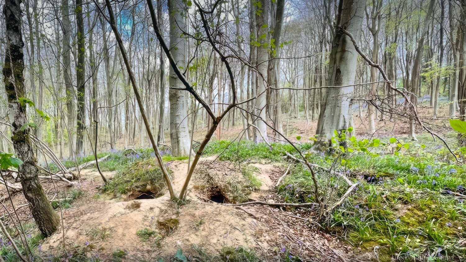 Badger Setts Explained: Main, Annex and Outlier Setts, Their Purpose ...