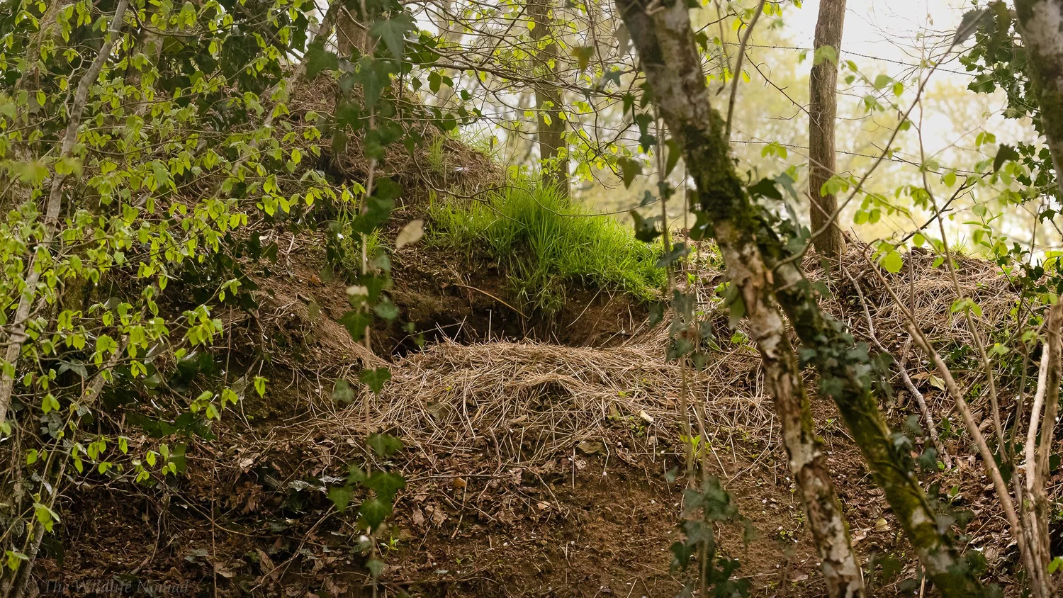 Badger Ecology & Field Signs. — The Wildlife Nomad