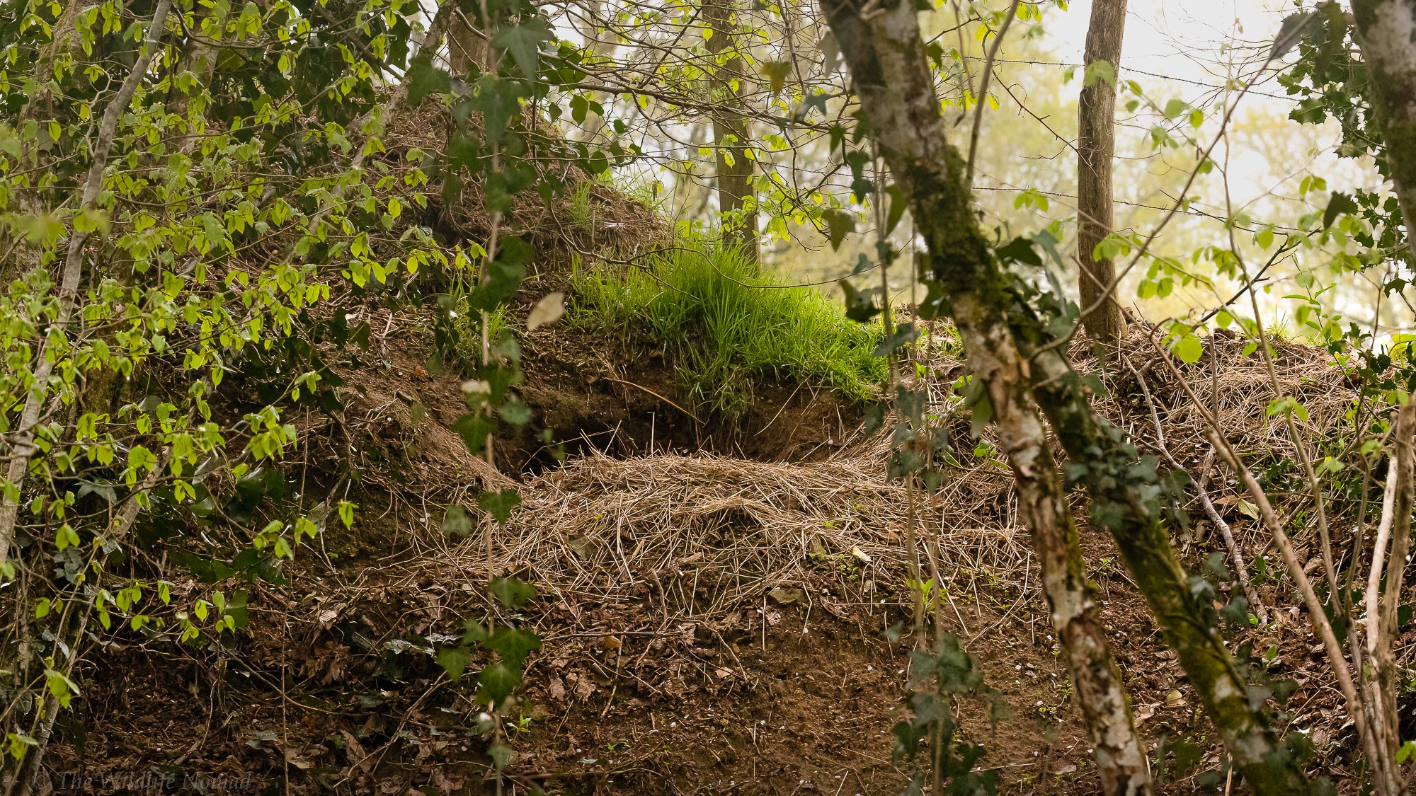 Badger Ecology & Field Signs. — The Wildlife Nomad