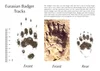 Badger Ecology & Field Signs. — The Wildlife Nomad