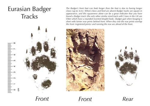 Badger Ecology & Field Signs. — The Wildlife Nomad