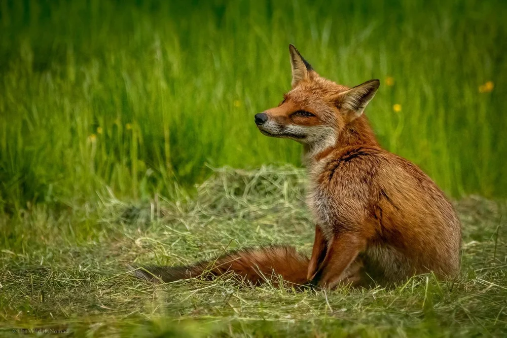How to Watch and Photograph Red Foxes in the UK: Behaviour, Fieldcraft ...